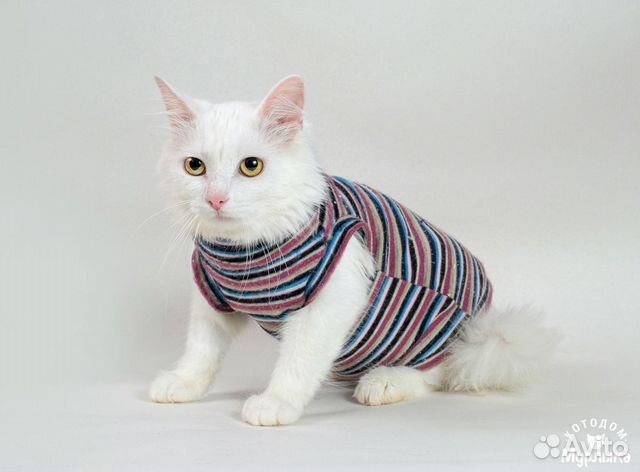 Котик Матроскин ищет дом