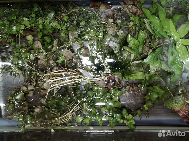 Прополка: людвигия, кабомба, гидрокотила