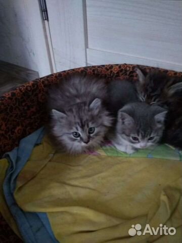 Британские котята