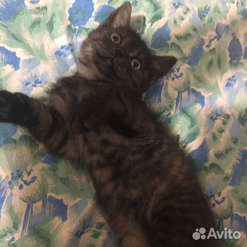 Шотландские котята