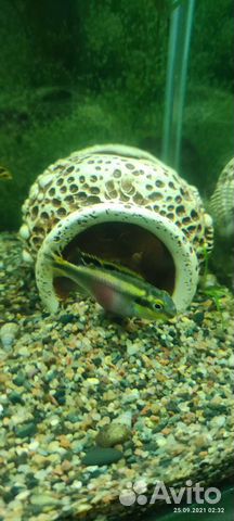 Пельвикахромис пульхера самка