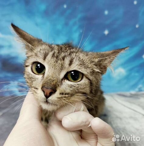 Котенок в дар