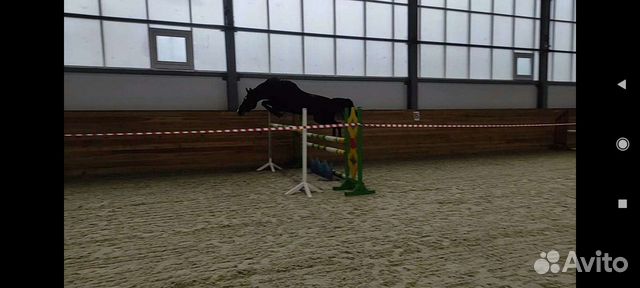 Спортивная кобыла