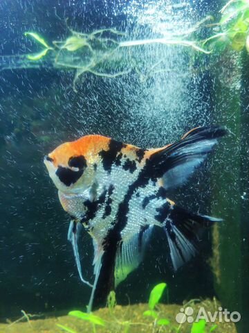 Рыба, отдам в дар, подарю, скалярии