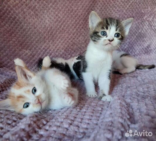 Котята