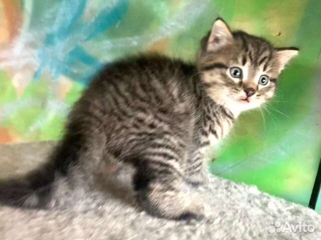 Котенок девочка 2 месяца