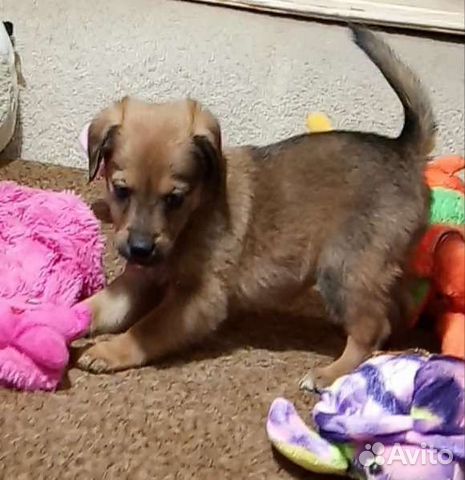 Щенки от малорослой собаки