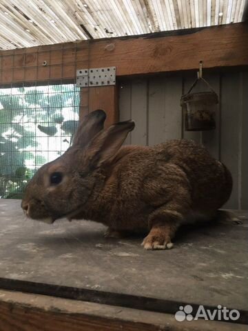 Кролик Самец. Порода-бельгийский фландр