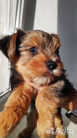 Йоркширский терьер мини щенки Щенок цветного йорка