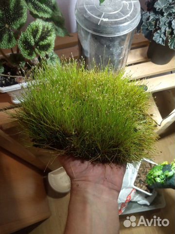 Аквариумные растения, почвопокровка