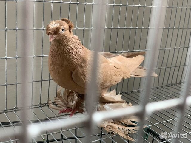 Продам голубку на племя узбечка чисто кровная