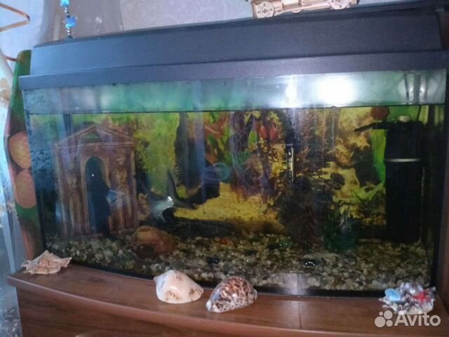 Аквариум 120л с рыбами
