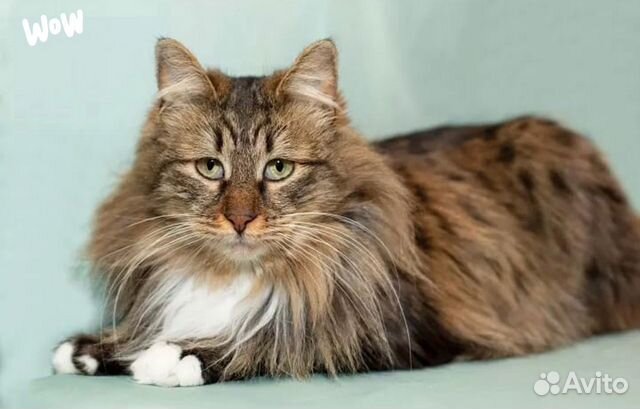 Кошка Норвежская