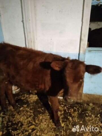 Телка 4 месяца