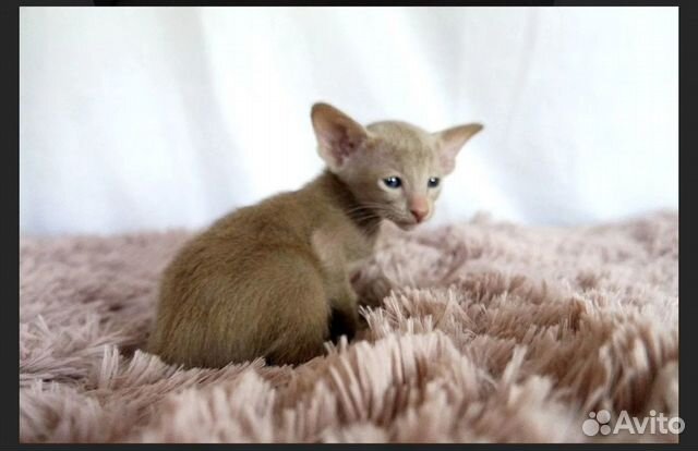 Ориентальная кошка