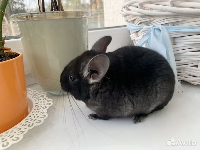 Шиншилла, 2 мес