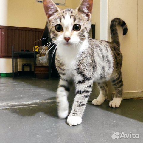 Ищем заботливую семью, которая не предаст