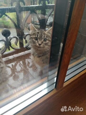 Спасаю котят
