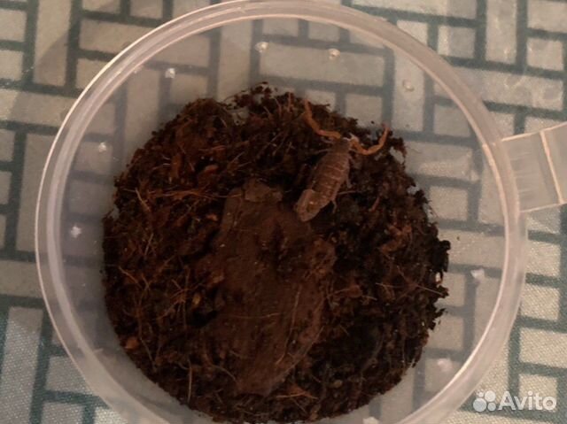 Скорпион Lychas tricarinatus