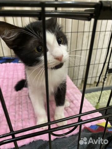 Мальчик с очаровательным кривым хвостиком