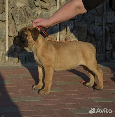 Бульмастифочка