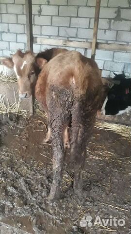 Бычки на мяса