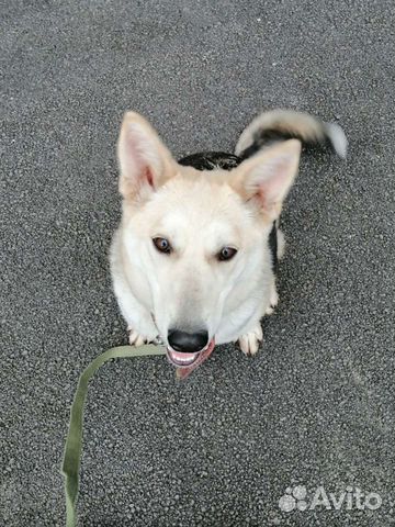 Собака в добрые руки щенок лайка