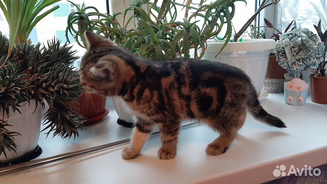 Британские котята