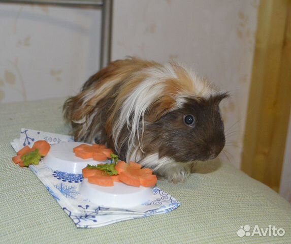 Морская скинка Коронет