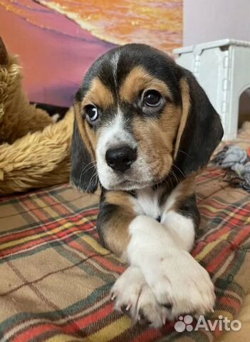 Щенки бигль москва