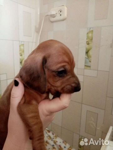 Щенки мини таксы