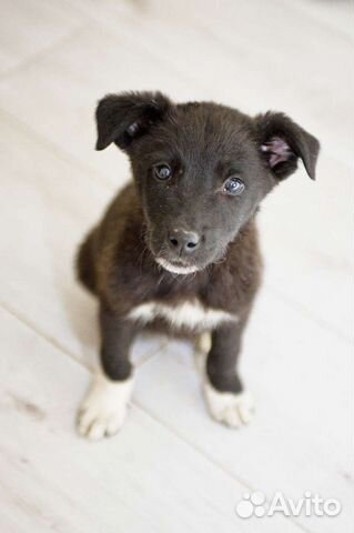 Очаровательный мальчик ищет дом