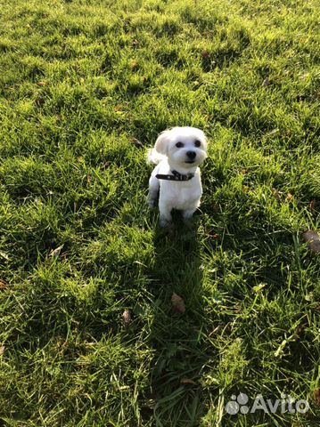 Мальтипу вязка девочка