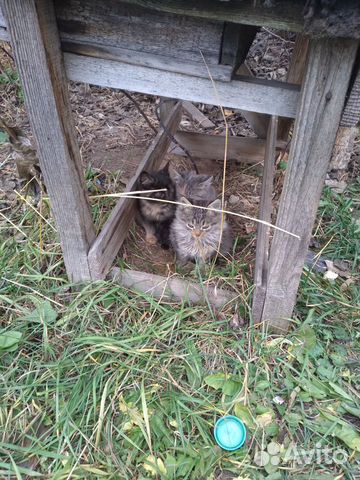 Котята отдам бесплатно