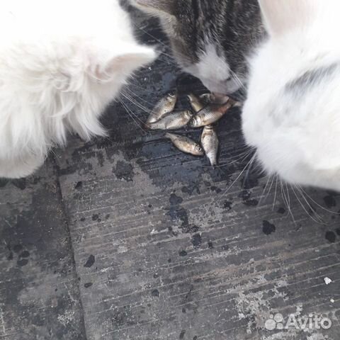 Котята бесплатно