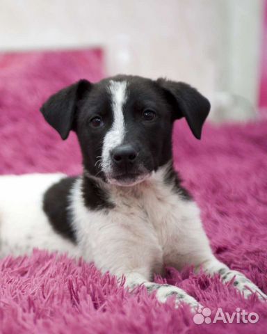 Симпатичный мальчишка ищет дом