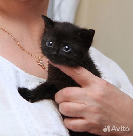 Крошечный черный котенок мальчик