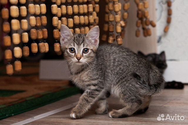 Очаровательная котодевочка(2 мес) ищет дом