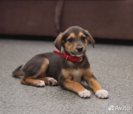 Красивая милейшая Герда в поисках семьи