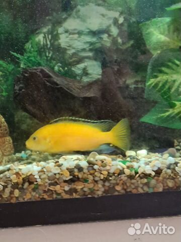 Аквариумная рыбка- Еллоу