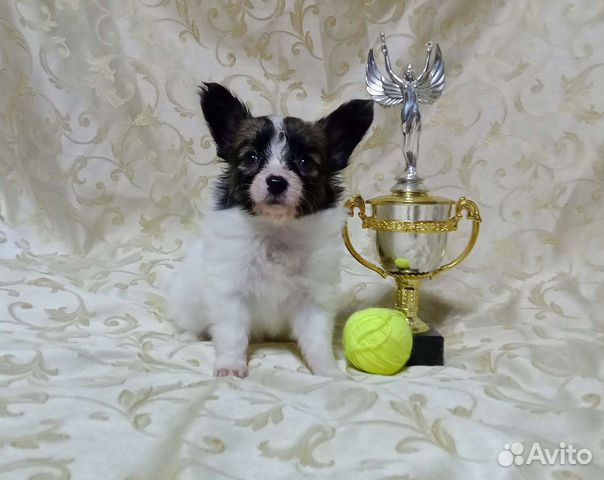 Щенки папийона