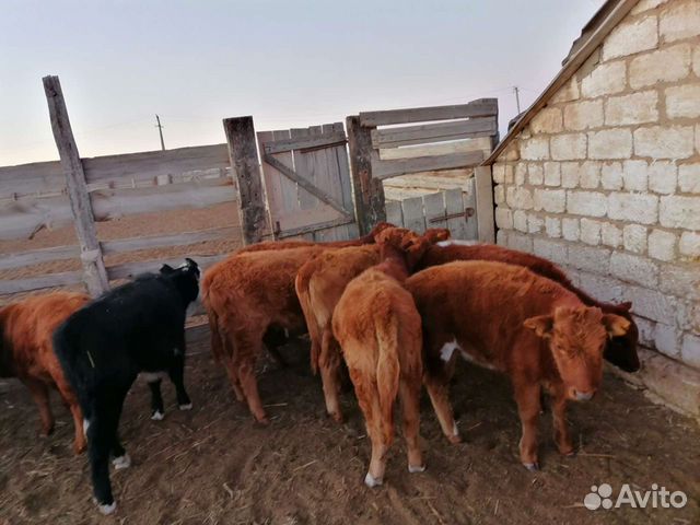 Тёлки камолые с лимузинов помесь