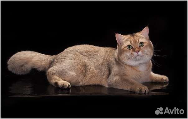 Шикарный котик приглашает кошечек на вязку