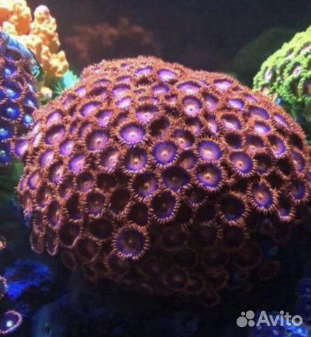 Морские кораллы