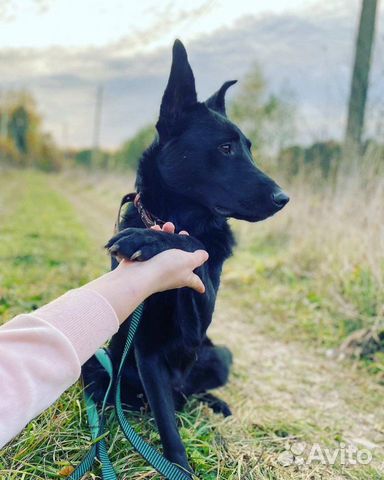 Джокер метис овчарки в добрые руки