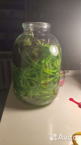 Аквариумные растения