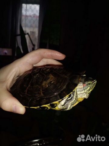 Красноухая черепаха с аквариумом