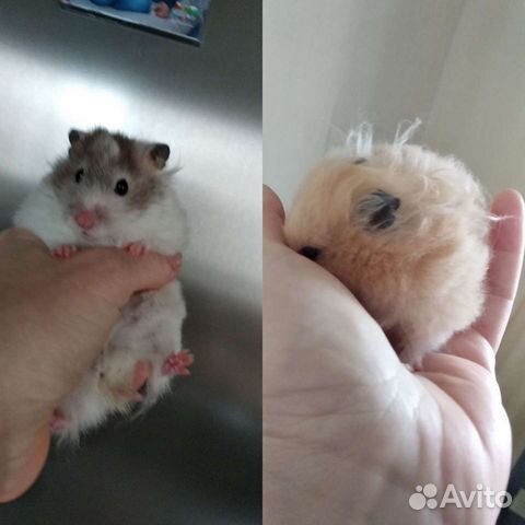 Сирийский хомяк бесплатно