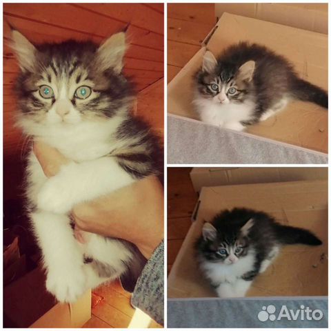 Крупный котенок