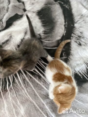Котики подарок в новый дом